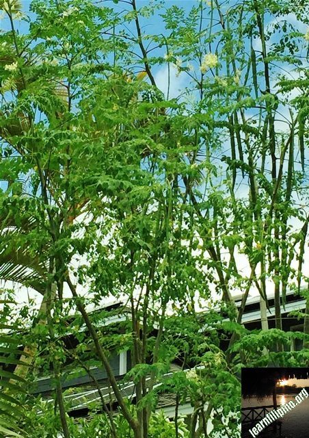 moringa or malunggay tree grows best in tropical climate. - Learn Filipino