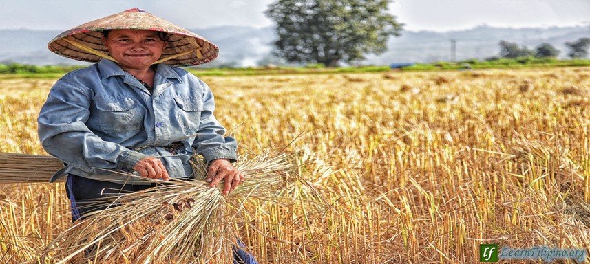 Hardworking person in the Philippines, Rice Fields - Learn Filipino